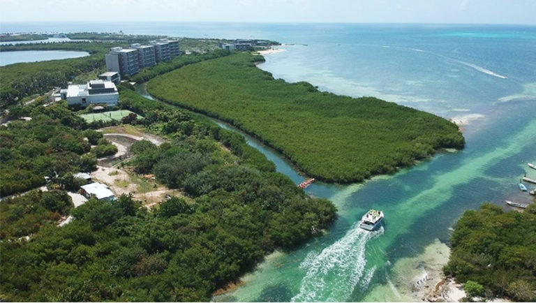 Quintana Roo continúa la lucha por la preservación de sus bosques ...